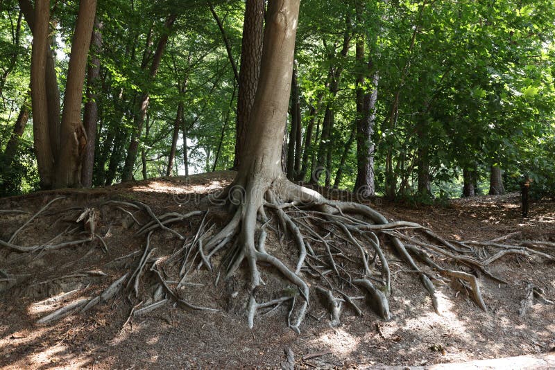 Tree Roots Visible through Ground in Forest Stock Image - Image of ...