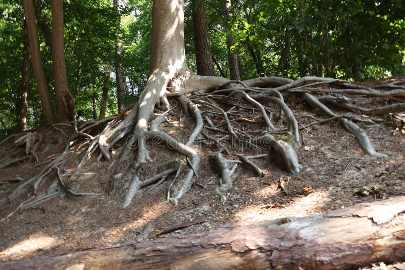 Tree Roots Visible through Ground in Forest Stock Image - Image of ...