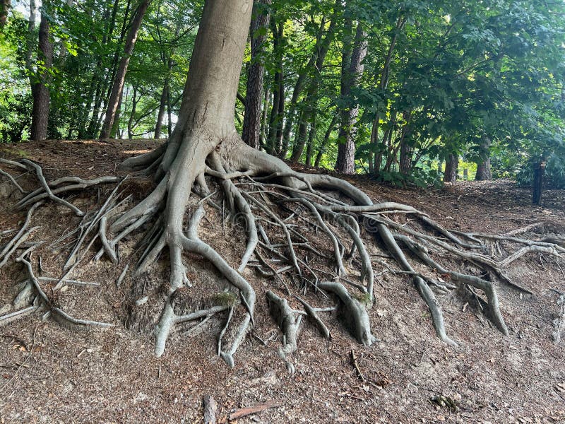 Tree Roots Visible through Ground in Forest Stock Image - Image of ...