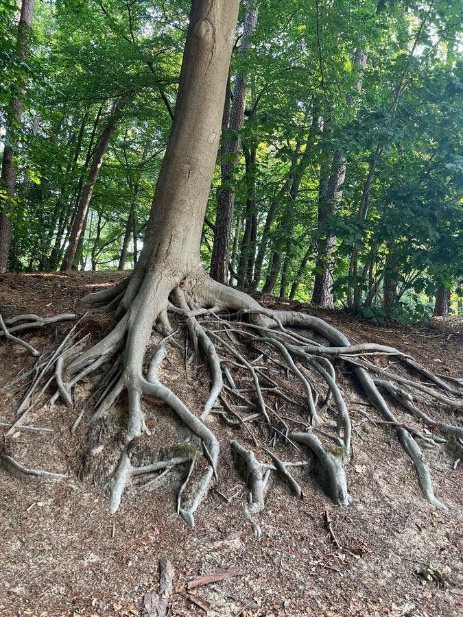 Tree Roots Visible through Ground in Forest Stock Image - Image of ...