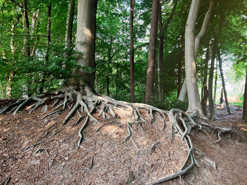 Ground with Tree Roots, Moss and Plants in Forest Stock Photo - Image ...