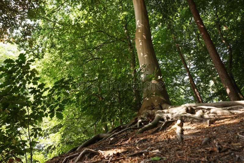 Ground with Tree Roots, Moss and Plants in Forest Stock Photo - Image ...