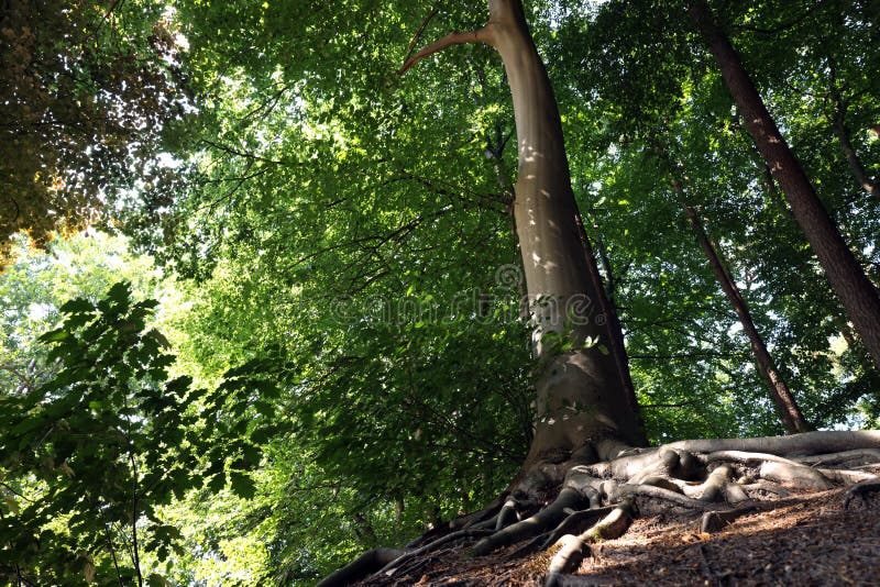 Tree Roots Visible through Ground in Forest Stock Photo - Image of soil ...