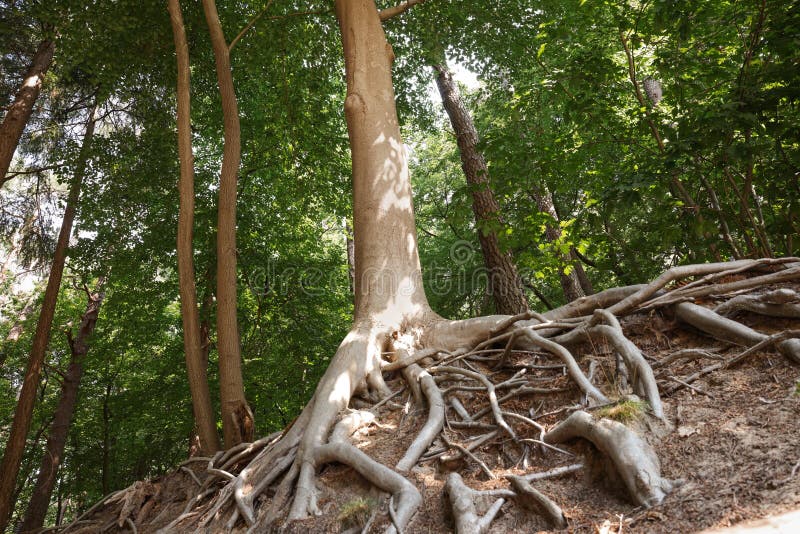 Tree Roots Visible through Ground in Forest Stock Image - Image of ...