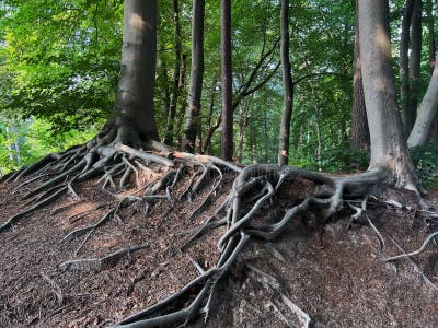 Tree Roots Visible through Ground in Forest Stock Photo - Image of root ...