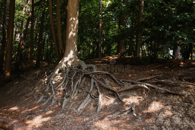 Tree Roots Visible through Ground in Forest Stock Image - Image of ...