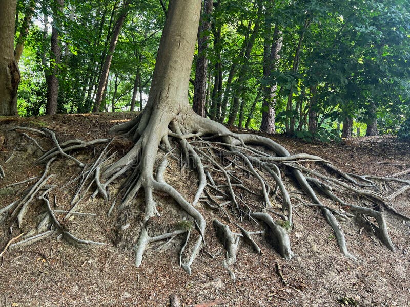 Tree Roots Visible through Ground in Forest Stock Image - Image of ...