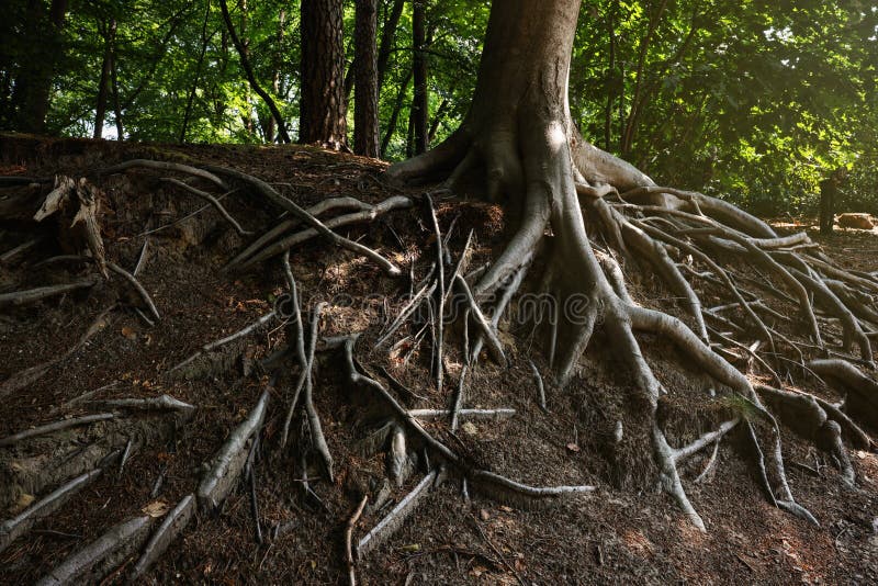 Tree Roots Visible through Ground in Forest Stock Photo - Image of ...
