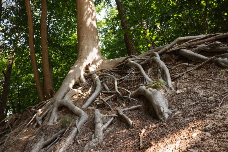 Tree Roots Visible through Ground in Forest Stock Photo - Image of ...