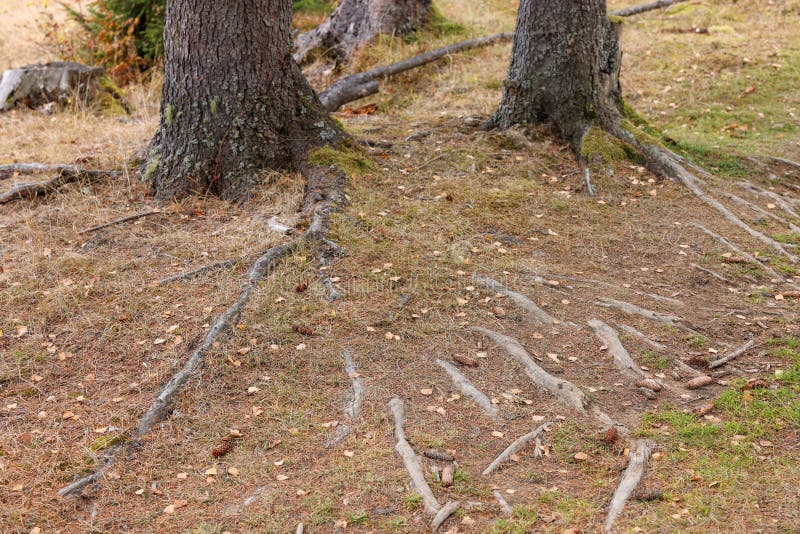 Tree Roots Visible through Soil in Forest Stock Photo - Image of growth ...