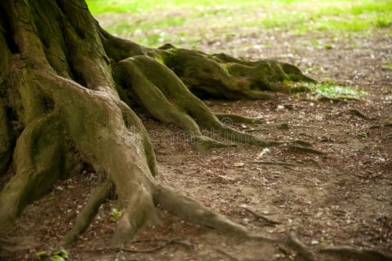 Tree Roots Visible through Soil in Forest Stock Photo - Image of nature ...