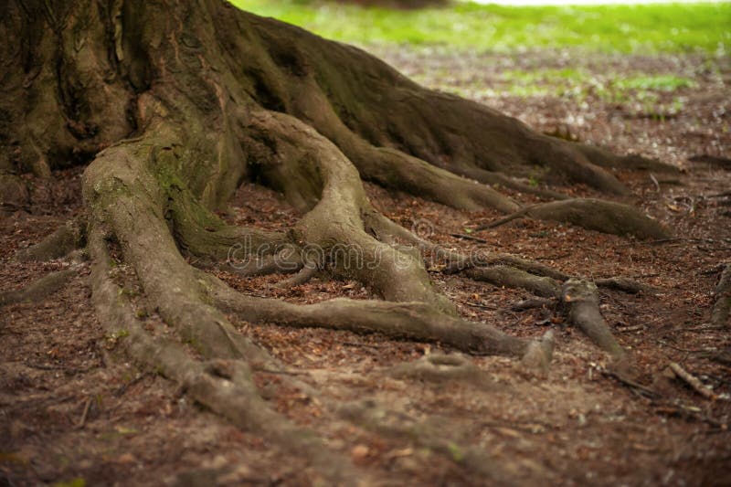 Tree Roots Visible through Soil in Forest Stock Photo - Image of growth ...