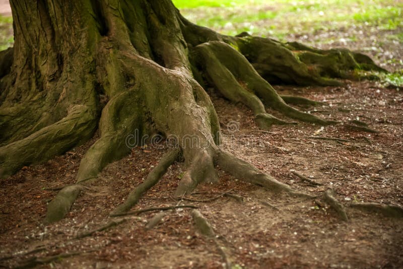 Tree Roots Visible through Soil in Forest Stock Photo - Image of ...