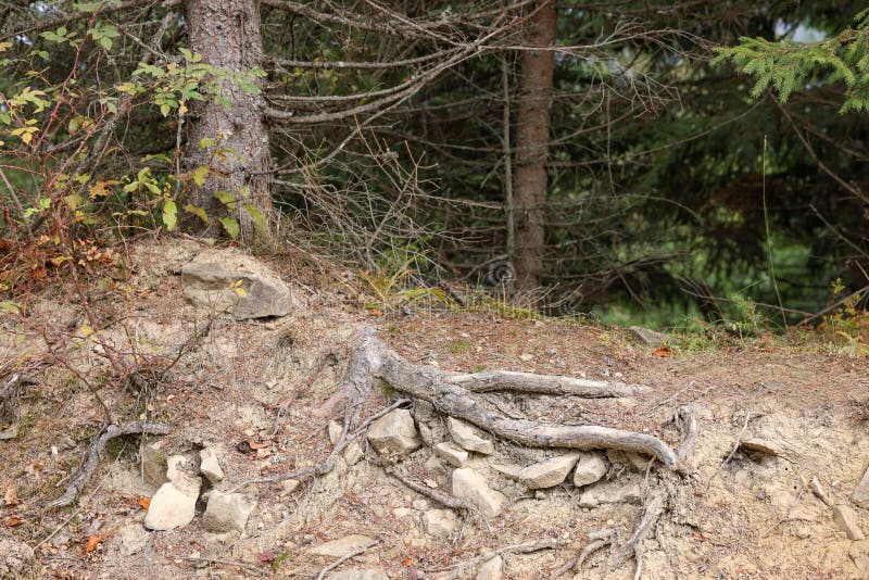 Tree Roots Visible through Ground in Forest Stock Photo - Image of ...