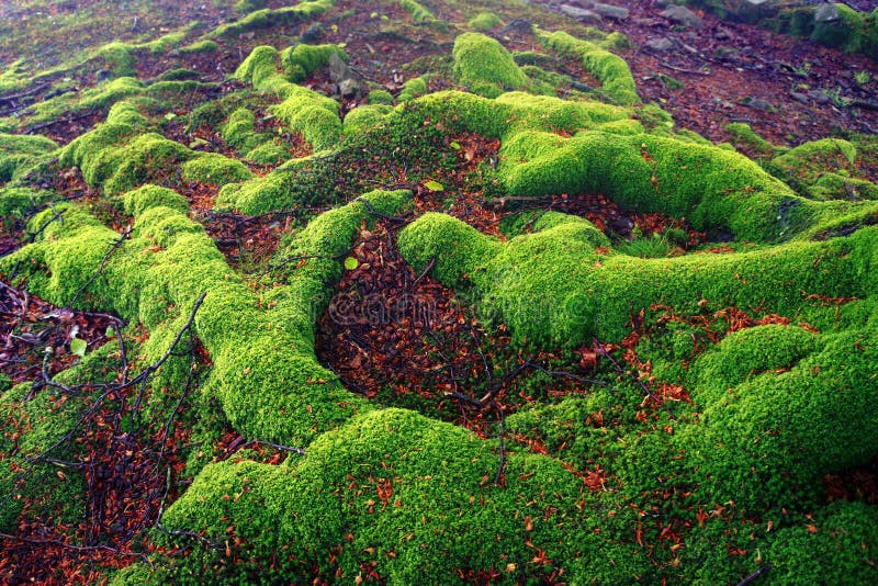 Tree Roots with Vivid Green Color Stock Image - Image of green, forest ...