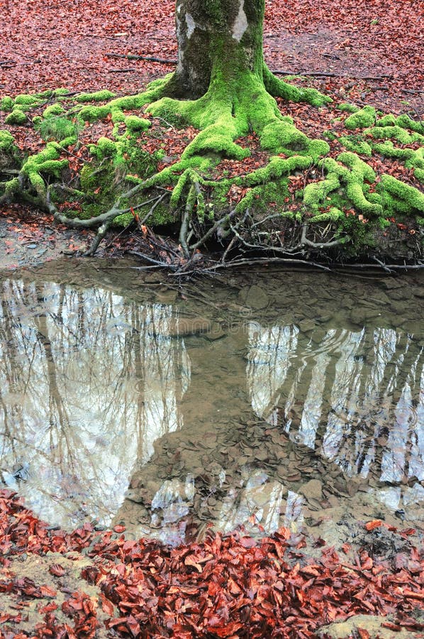 Tree Roots with Vivid Green Color and Moss Stock Image - Image of tree ...