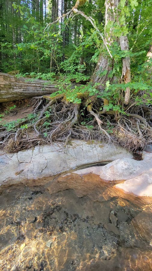 Tree roots stock photo. Image of soil, stream, woodland - 226052620