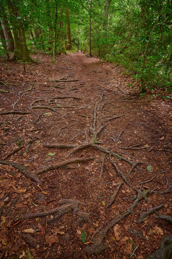 Tree Roots on Walking Path in a Lush Forest Stock Photo - Image of ...