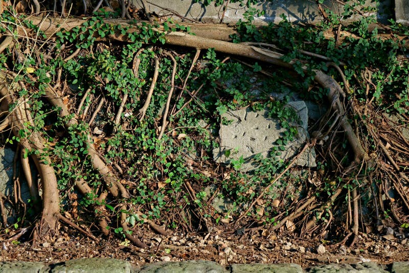 Tree roots on wall stock image. Image of architecture - 90295701