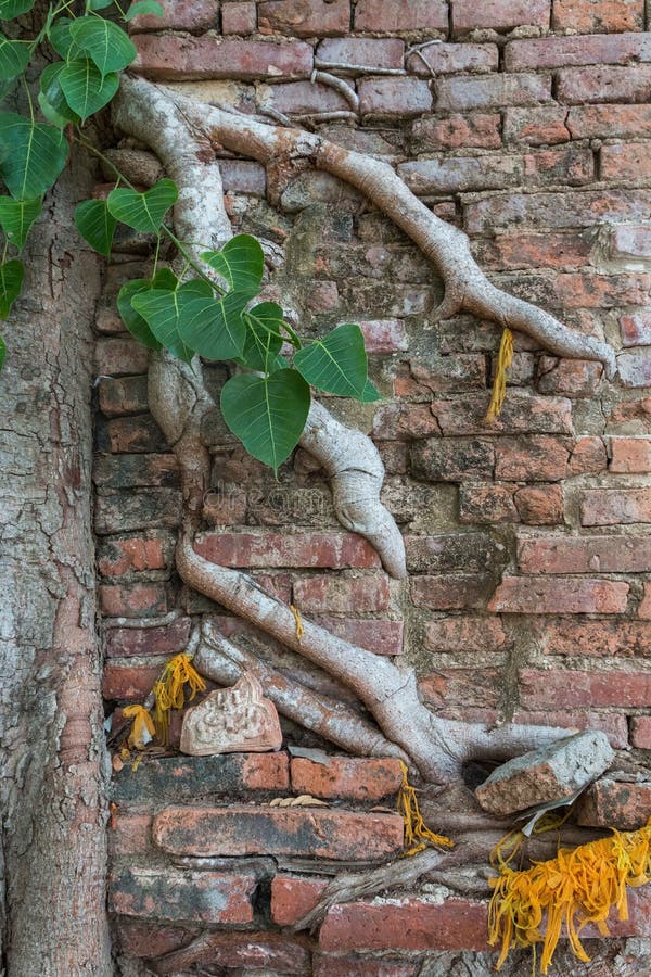 Tree roots on wall. stock image. Image of structure, forest - 87872785