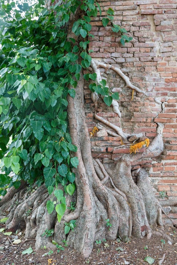 Tree roots on wall. stock image. Image of branch, background - 87873107