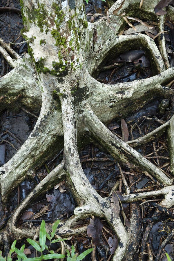 Tree roots in water. stock image. Image of vegetation - 4485573