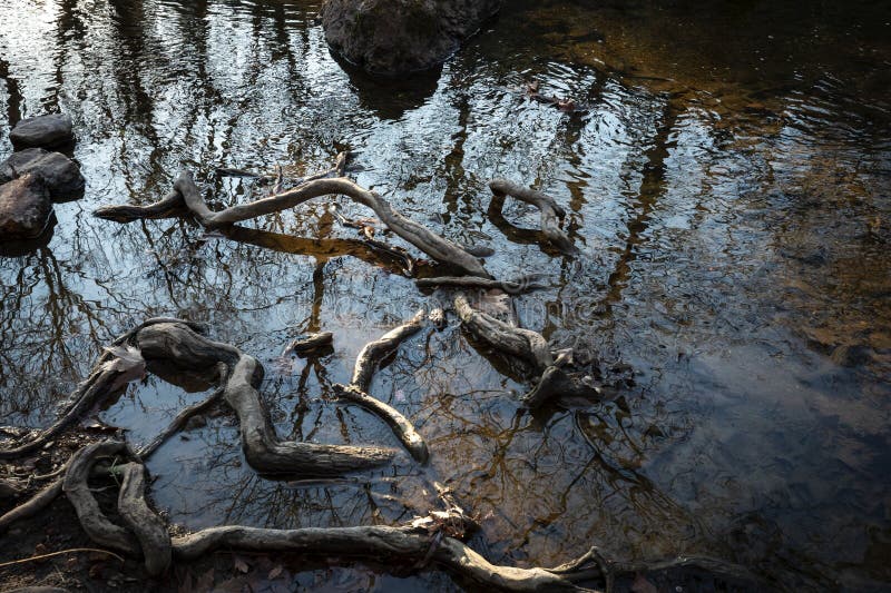 Tree Roots in the Water of a Small Lake in the Forest. Stock Photo ...
