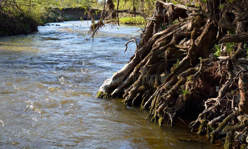 Tree Roots in the Water Stream Stock Photo - Image of forest, rural ...
