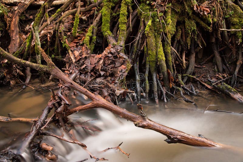 Tree Roots in a Stream of Water Stock Photo - Image of winter, pond ... Tree Roots in a Stream of Water Stock Photo - Image of winter, pond ...