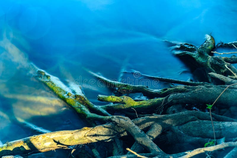 Tree roots in water stock image. Image of rooted, reflection - 4779703