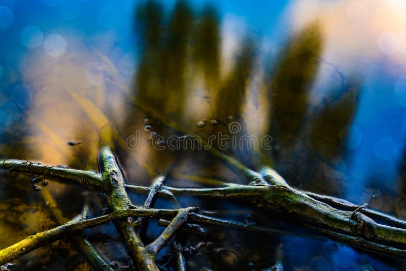 Tree roots in the water stock photo. Image of roots - 165792002