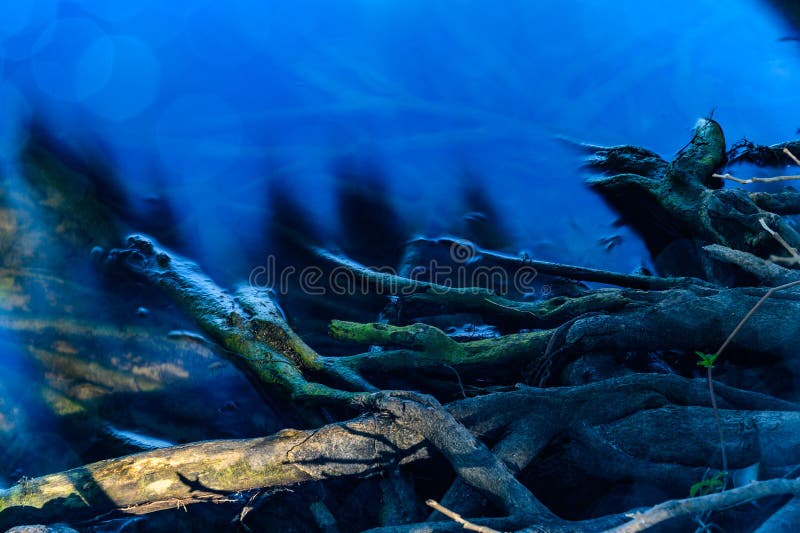 Tree roots in the water stock image. Image of aged, garden - 164873299