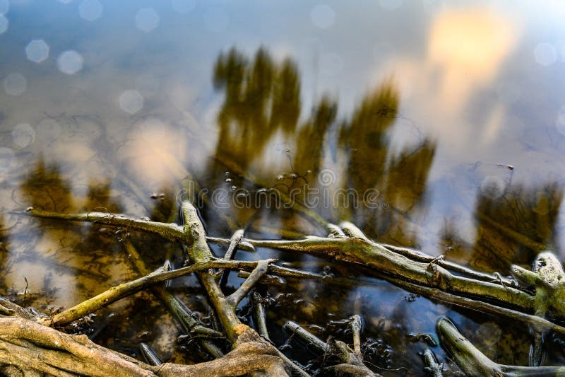 Tree roots in the water stock photo. Image of roots - 165792002