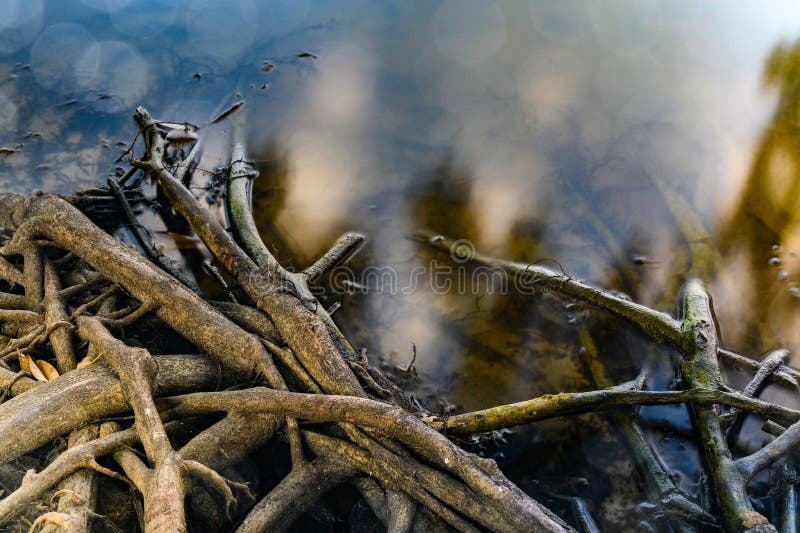 Tree roots in the water stock photo. Image of roots - 165792002