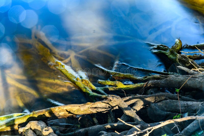 Tree roots in the water stock photo. Image of asia, garden - 166194946