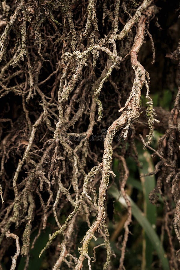 Tree roots stock image. Image of branch, tree, nature - 73878239