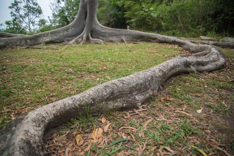 Tree roots stock image. Image of snake, green, grass - 48571937