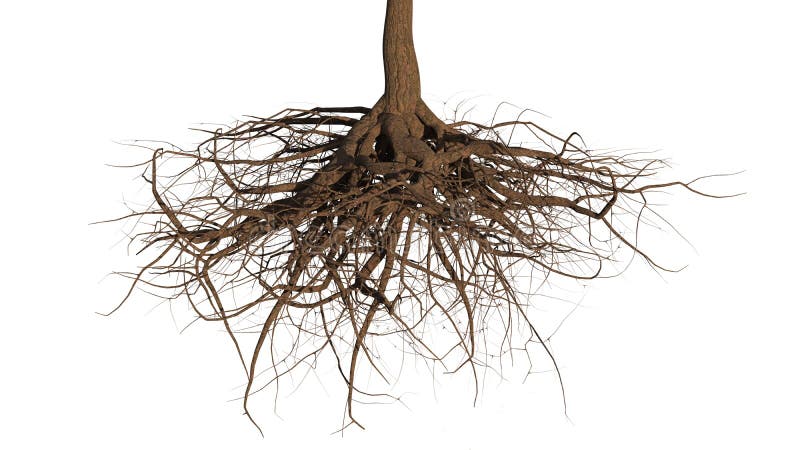Tree Roots on White Background Stock Illustration - Illustration of ...
