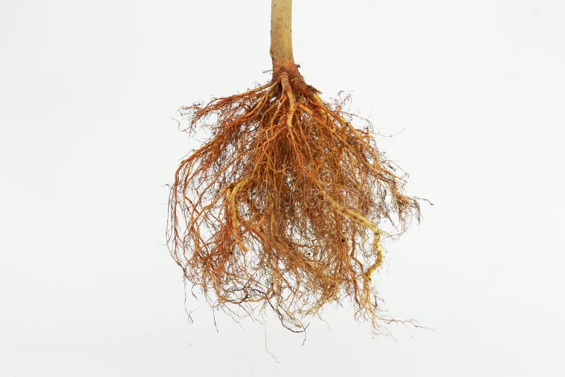 8,908 Tree Roots White Background Stock Photos - Free & Royalty-Free ...