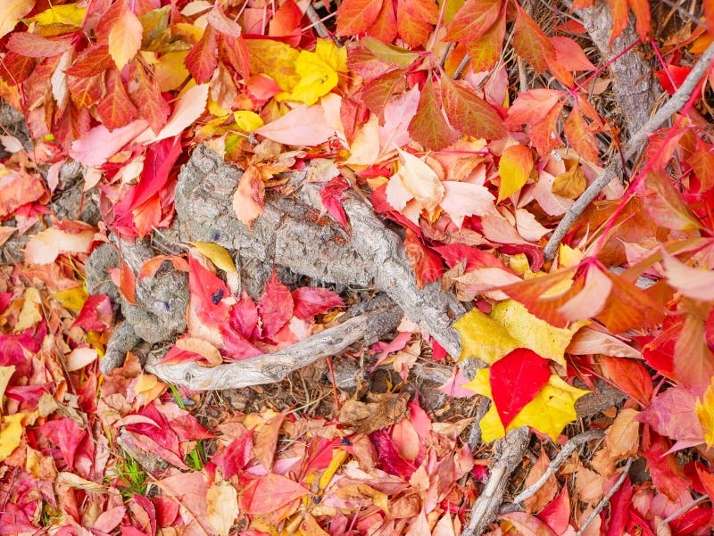 847 Maple Tree Roots Stock Photos - Free & Royalty-Free Stock Photos ...