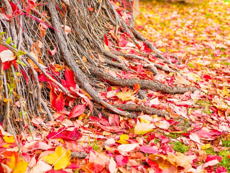 847 Maple Tree Roots Stock Photos - Free & Royalty-Free Stock Photos ...