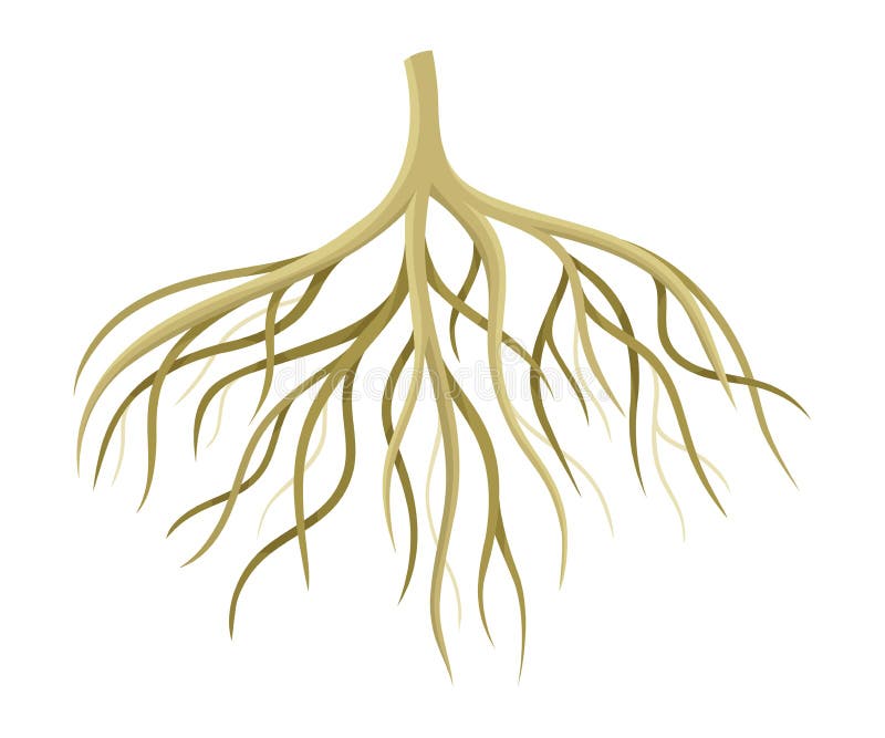 Dendrology Stock Illustrations – 407 Dendrology Stock Illustrations ...