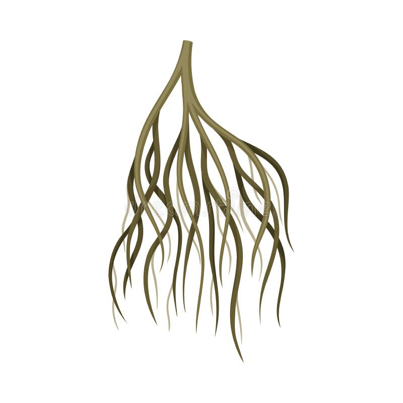 Dendrology Stock Illustrations – 407 Dendrology Stock Illustrations ...