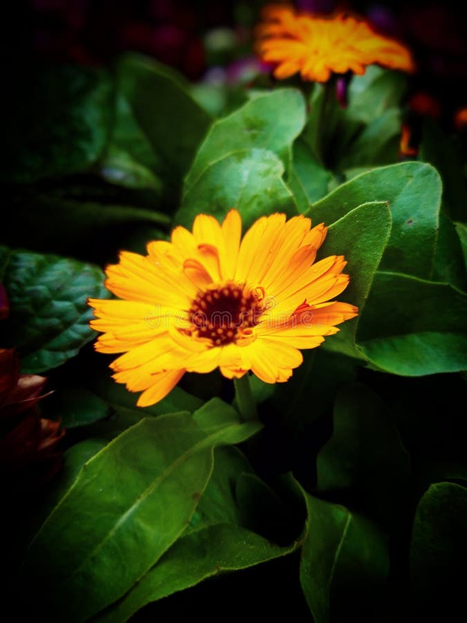 Tree Rose Photography Flower Photography &Tree Potography Stock Photo ...