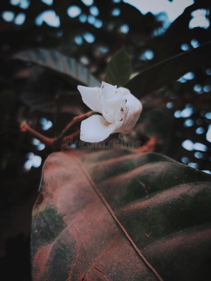 Tree Rose Photography Flower Photography &Tree Potography Stock Image ...