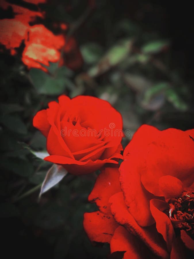 Tree Rose Photography Flower Photography &Tree Potography Stock Photo ...