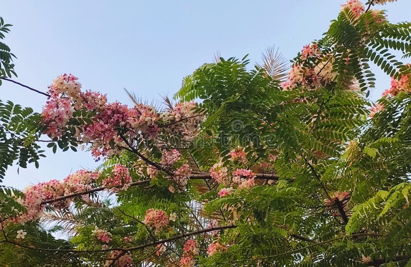 Tree with Roses . stock photo. Image of garden, flower - 280627662