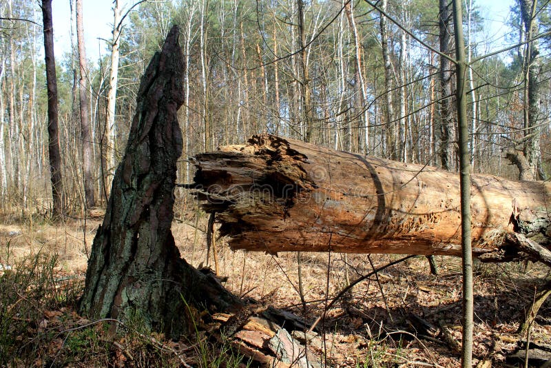 Rotten Tree in Spring Forest Stock Image - Image of woods, wood: 180556299