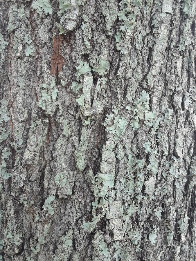 Tree rough bark texture stock image. Image of nature - 170052101