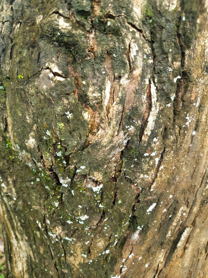 Tree with Rough Textured Bark Stock Image - Image of composition ...